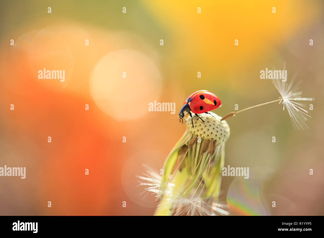 Little red ladybug Stock Photo - Alamy