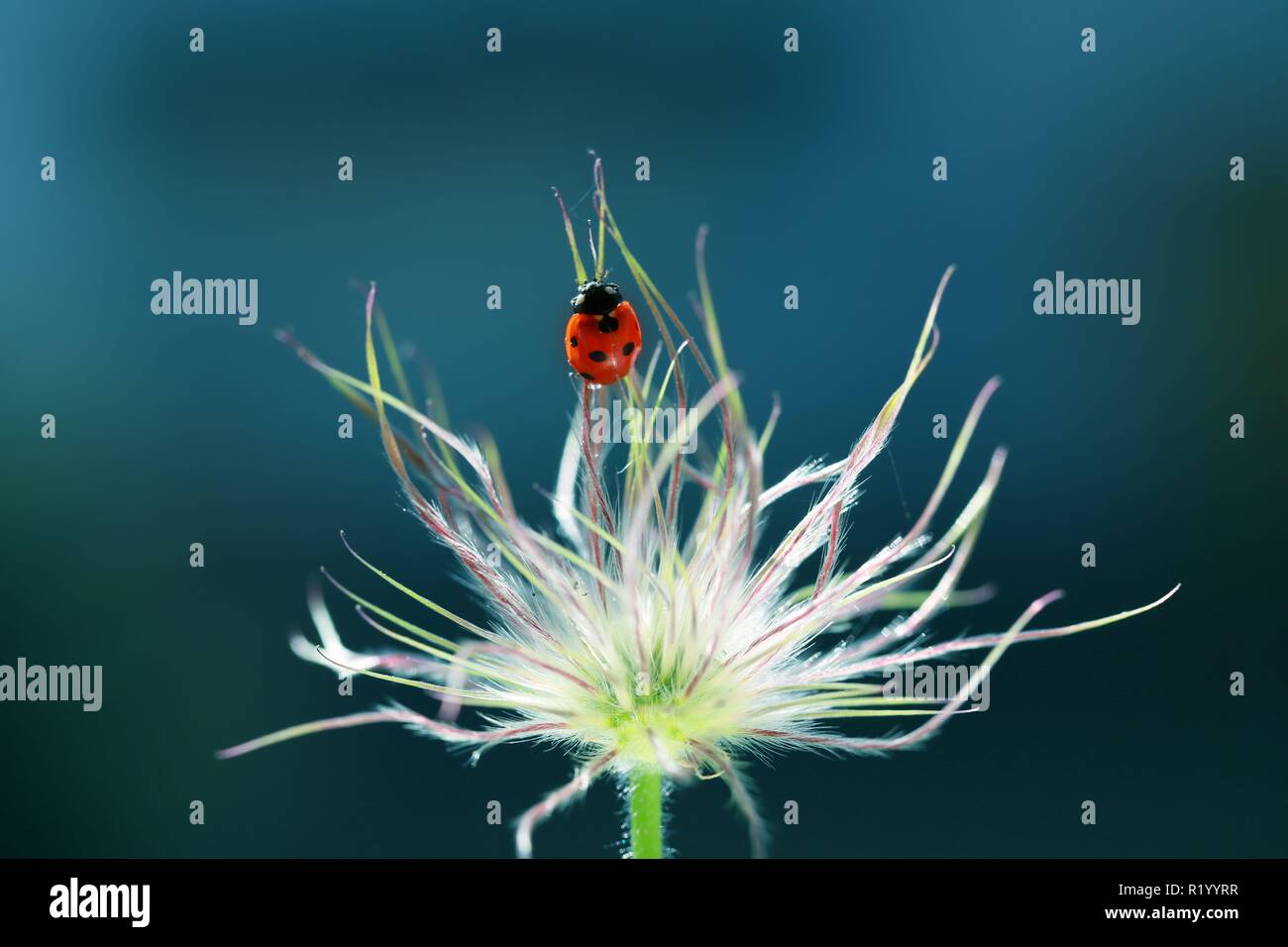 Little red ladybug Stock Photo - Alamy