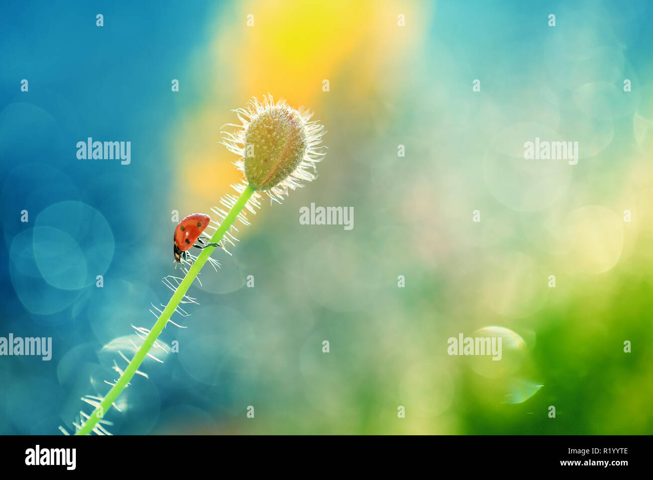 Ladybird poppy seeds hi-res stock photography and images - Alamy