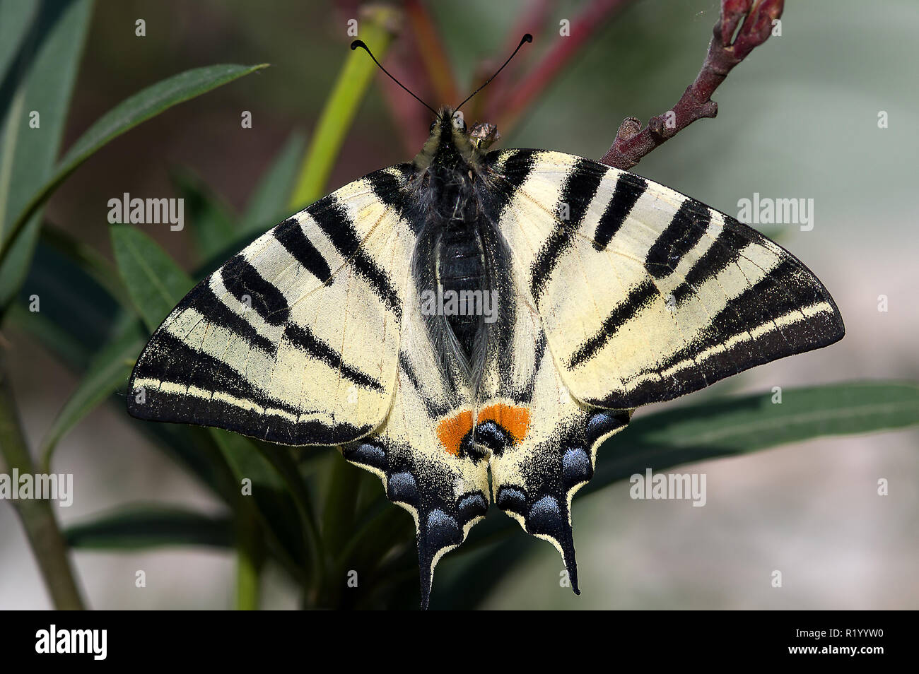 Scarce Swallowtail (Iphiclides podalirius). Adult on Oleander. Austria ...