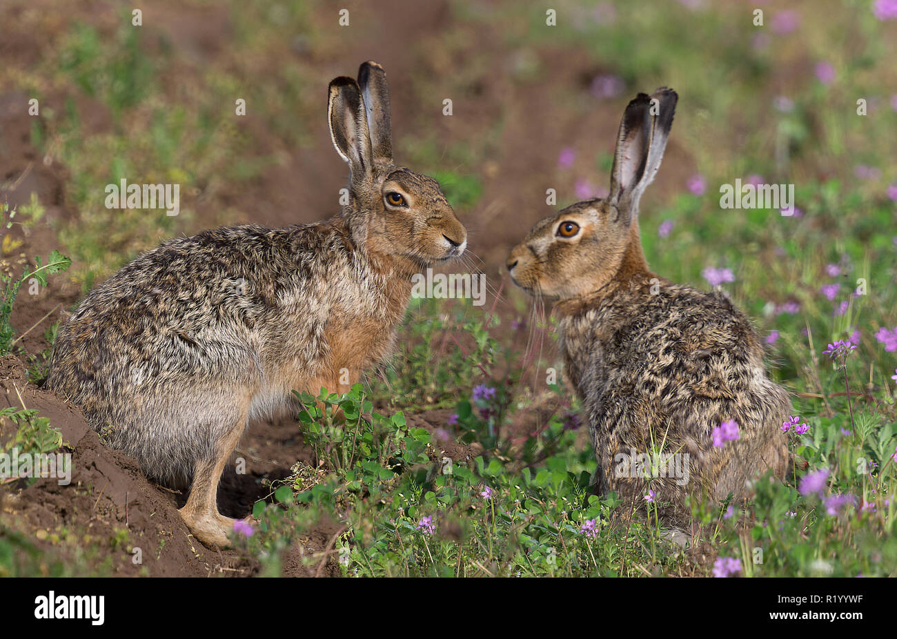 European Hare (Lepus europaeus). Couple in a furrow. Austria Stock ...