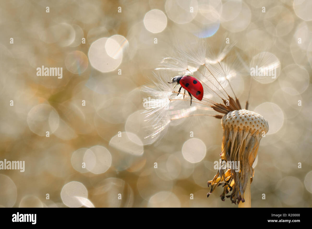 Little red ladybug Stock Photo - Alamy