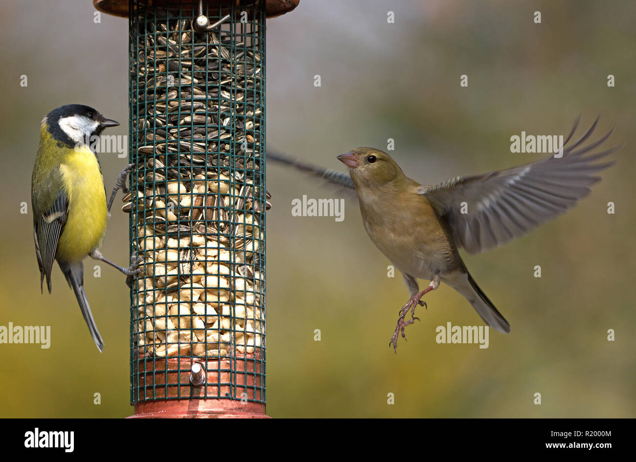 Chaffinch (Fringilla coelebs). Female in flight to bird feeder, which ...