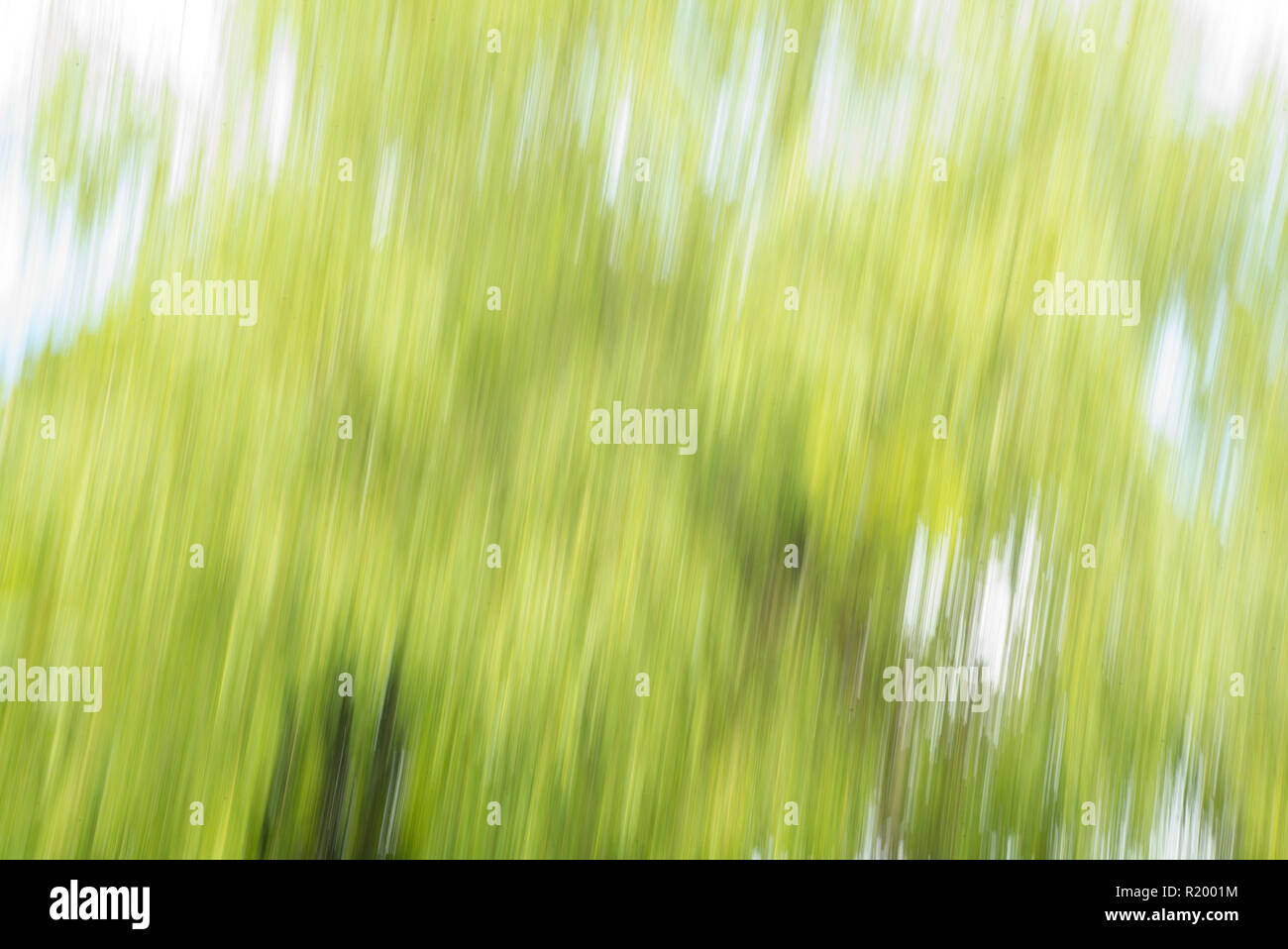 Impressions of Nature - Weeping Willow tree, abstract, England Stock ...