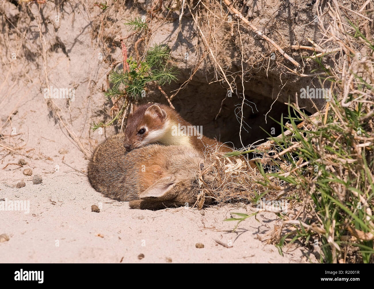 Stoat, Ermine (Mustela erminea) carrying dead rabbit out of its burrow ...