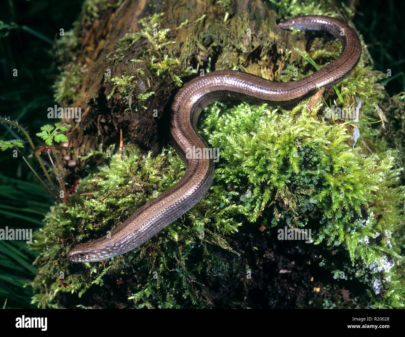 Anguis Fragilis High Resolution Stock Photography and Images - Alamy