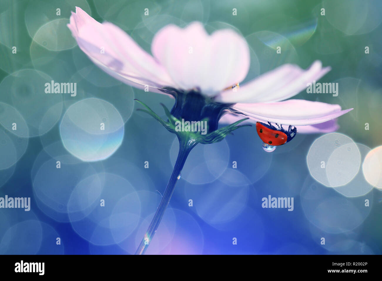 Ladybirds on flower hi-res stock photography and images - Alamy