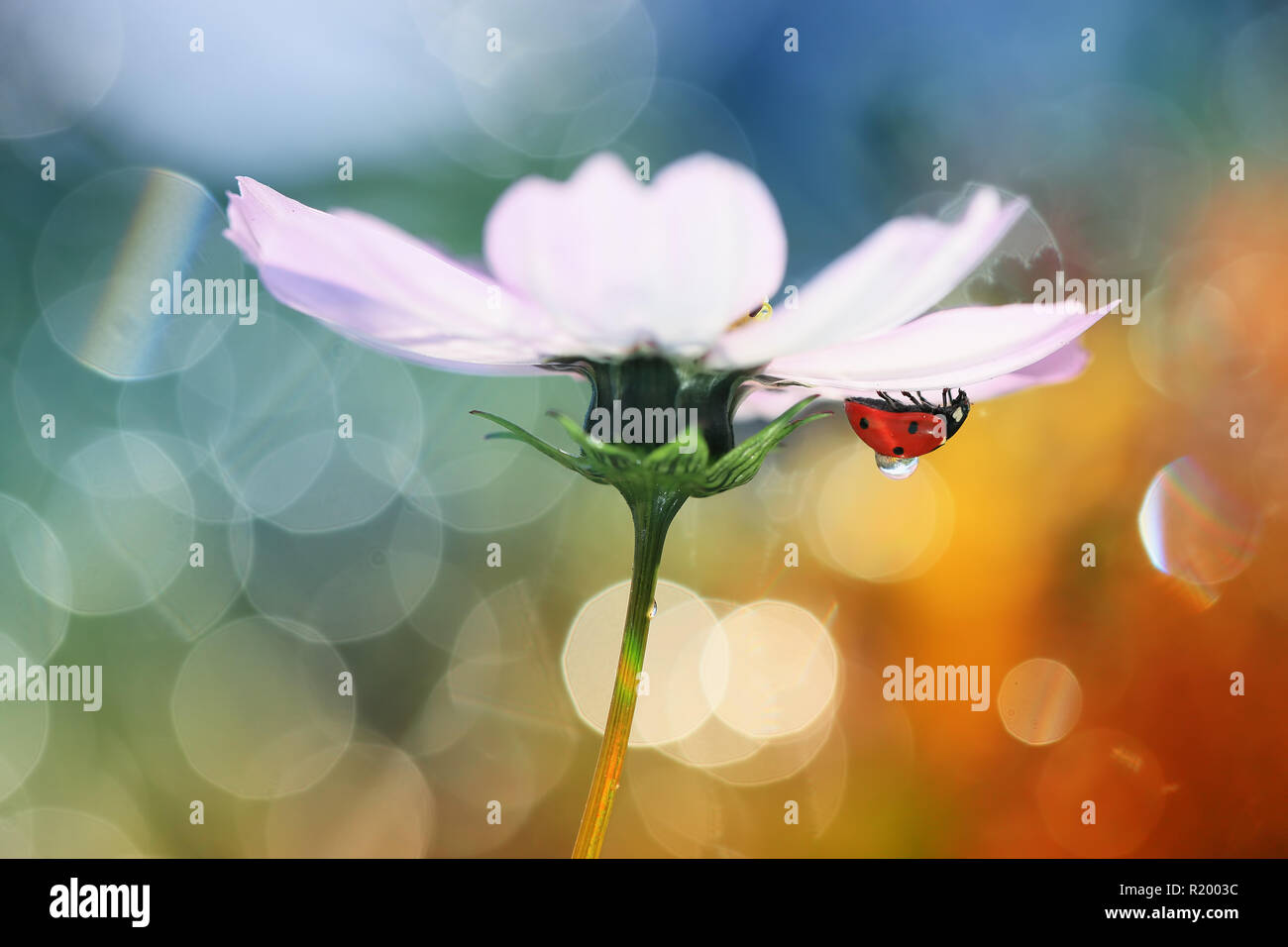 A red ladybird hangs on a pink flower Stock Photo - Alamy