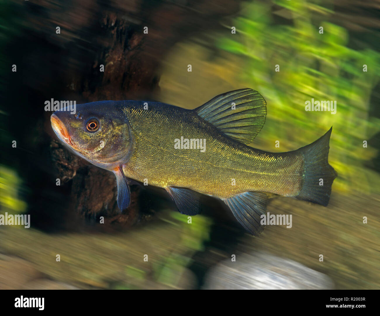 Tench (Tinca tinca). Adult swimming under water. Germany Stock Photo ...