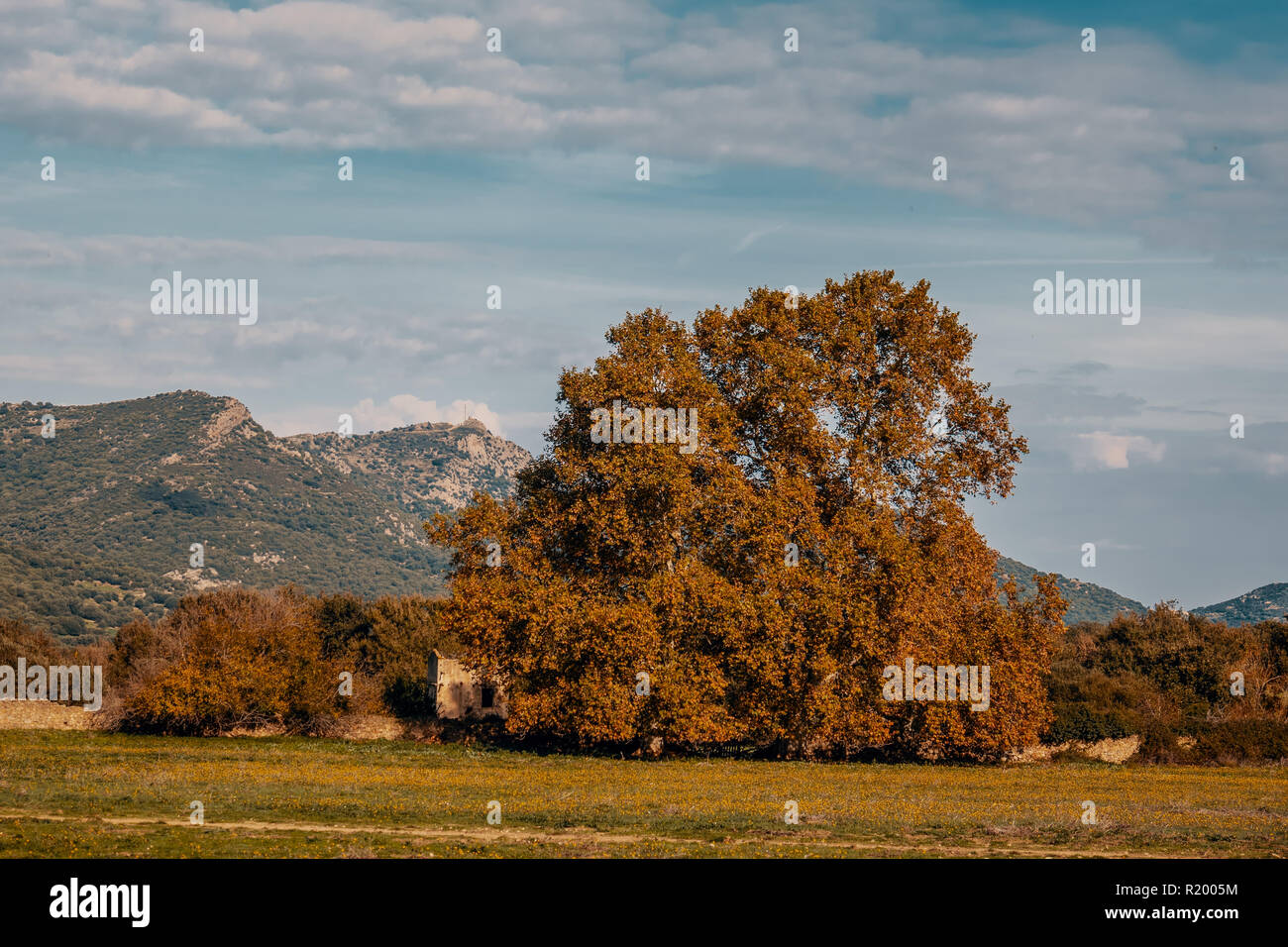 A large oak tree in autumnal colours towers above an ancient derelict ...