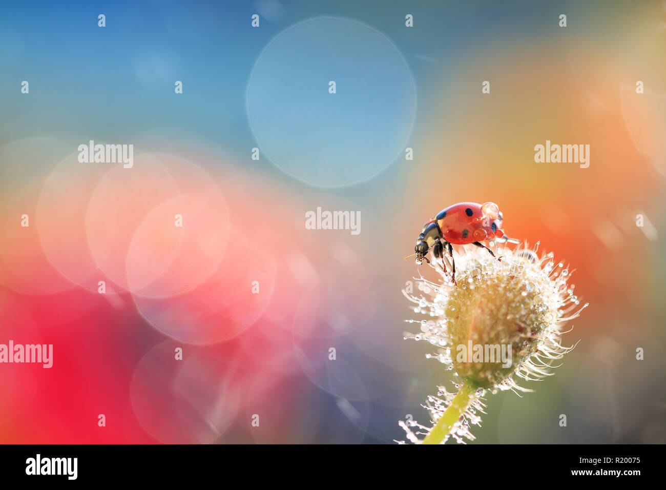 Ladybird poppy seed hi-res stock photography and images - Alamy