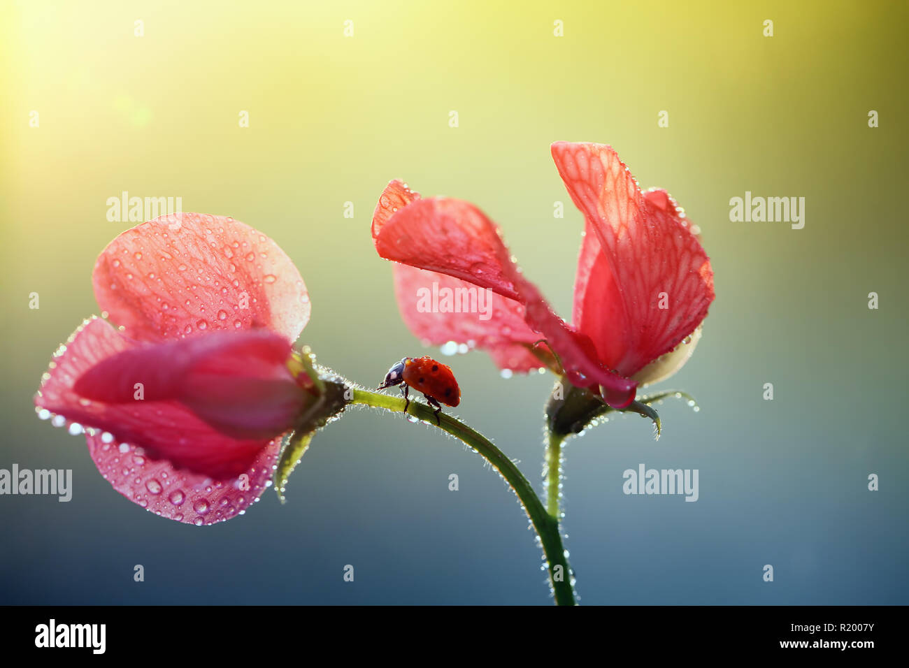 Ladybird poppy seed hi-res stock photography and images - Alamy