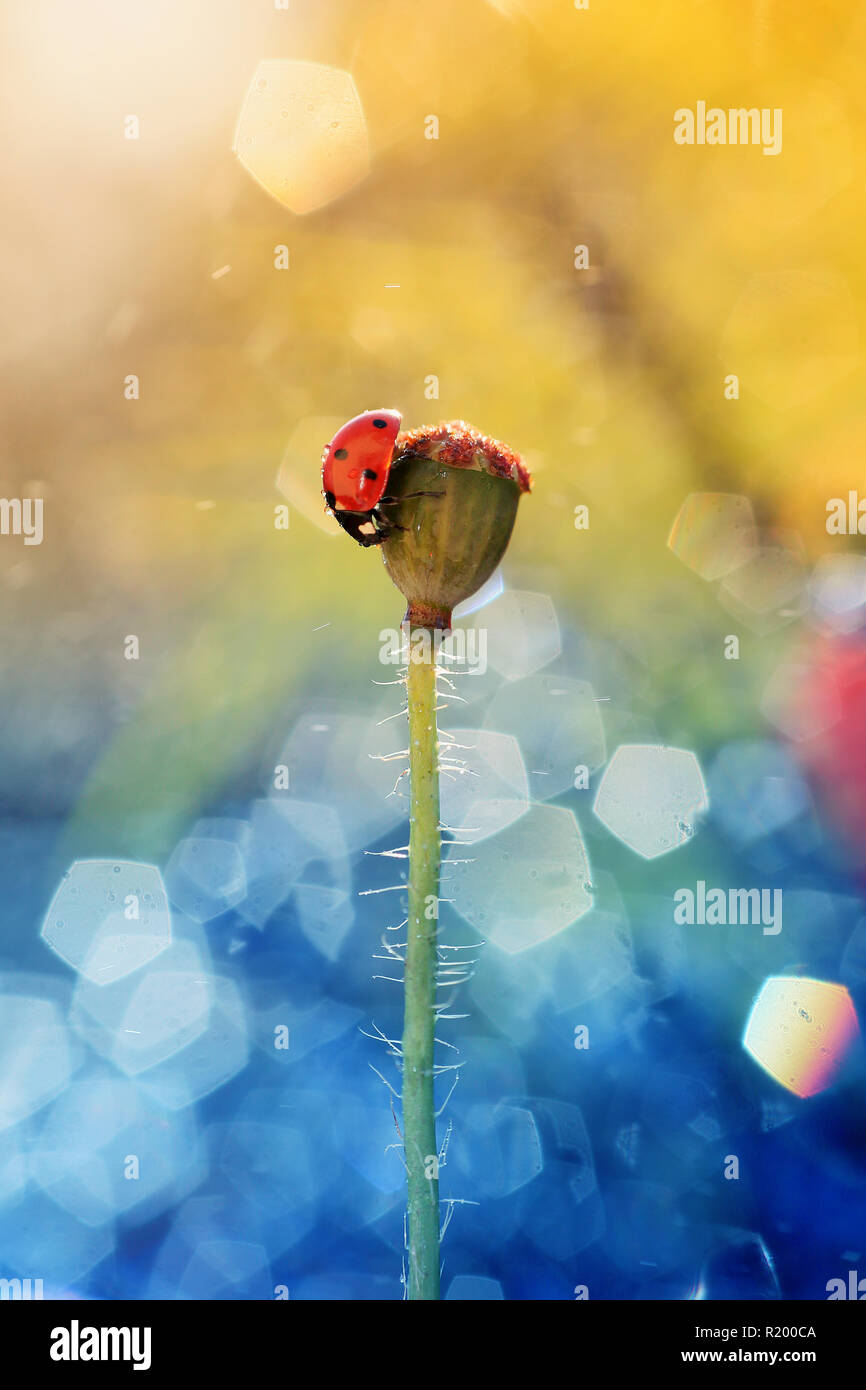 Ladybird poppy seed hi-res stock photography and images - Alamy