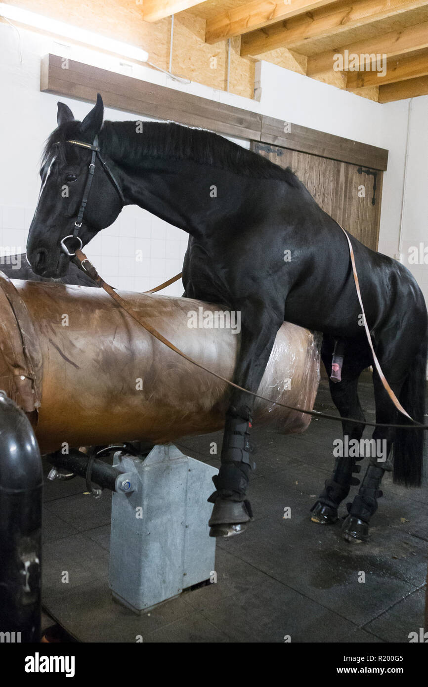 Warmblood. Collecting semen from stallion for artificial insemination: Stallion resting on mount ...