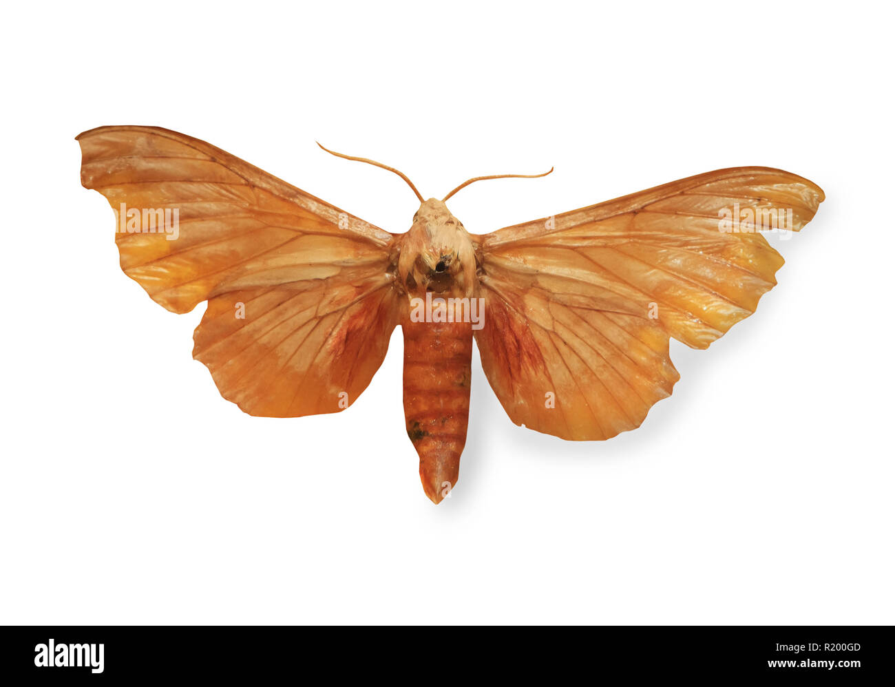 Macro shot brown butterfly Cut Out Stock Images & Pictures - Alamy