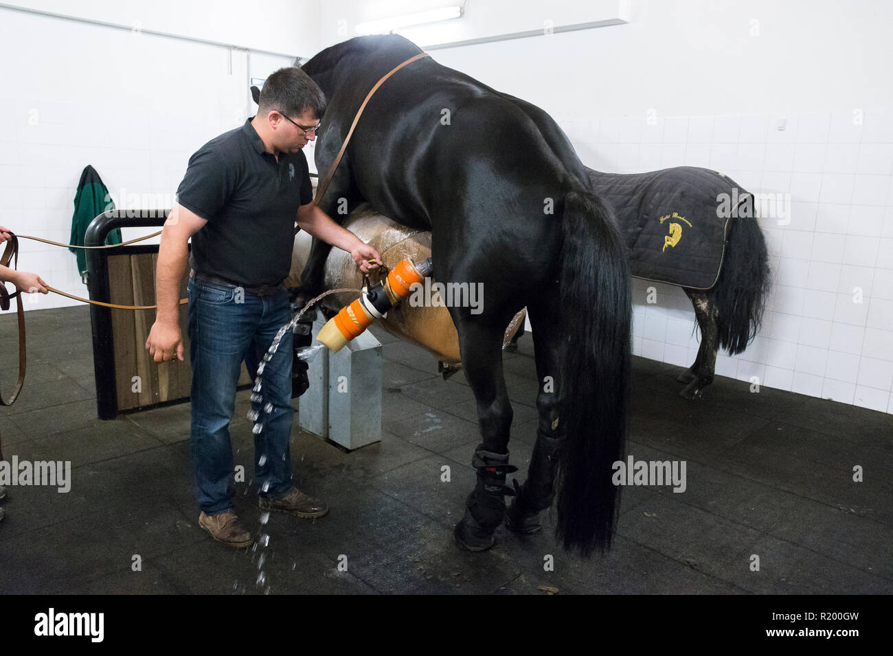 Warmblood. Collecting semen from stallion for artificial insemination with artificial vagina ...