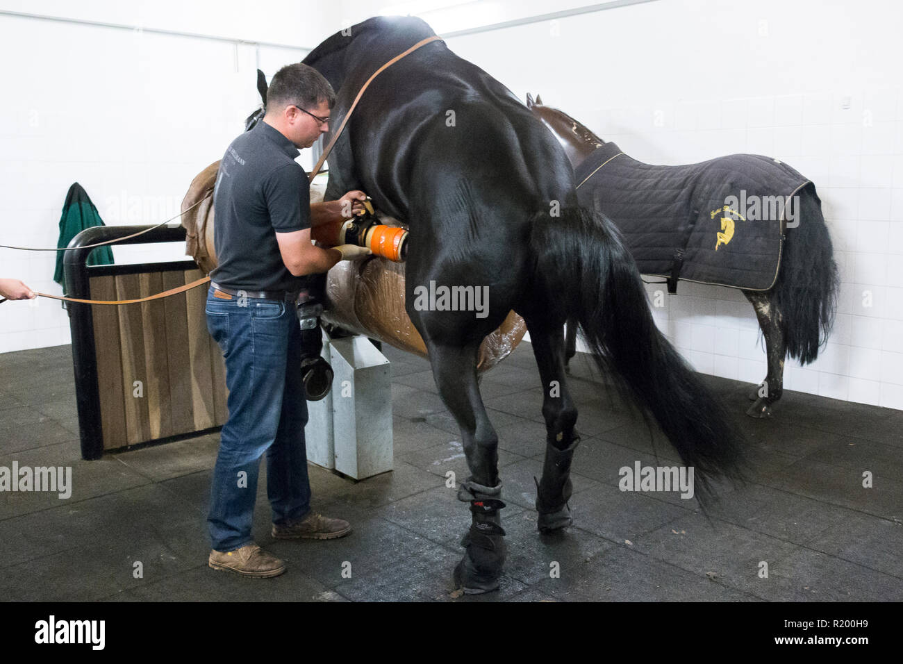 Warmblood. Collecting semen from stallion for artificial insemination with artificial vagina ...