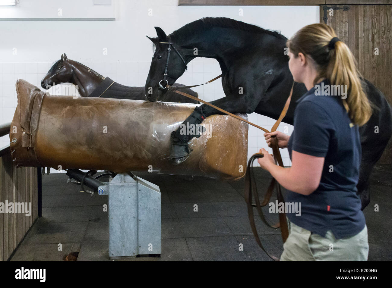Warmblood. Collecting semen from a stallion for artificial insemination ...