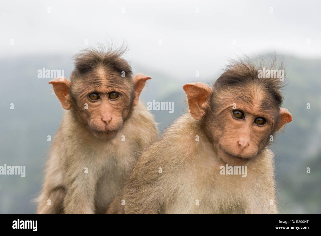 Macaca radiata western ghats hi-res stock photography and images - Alamy