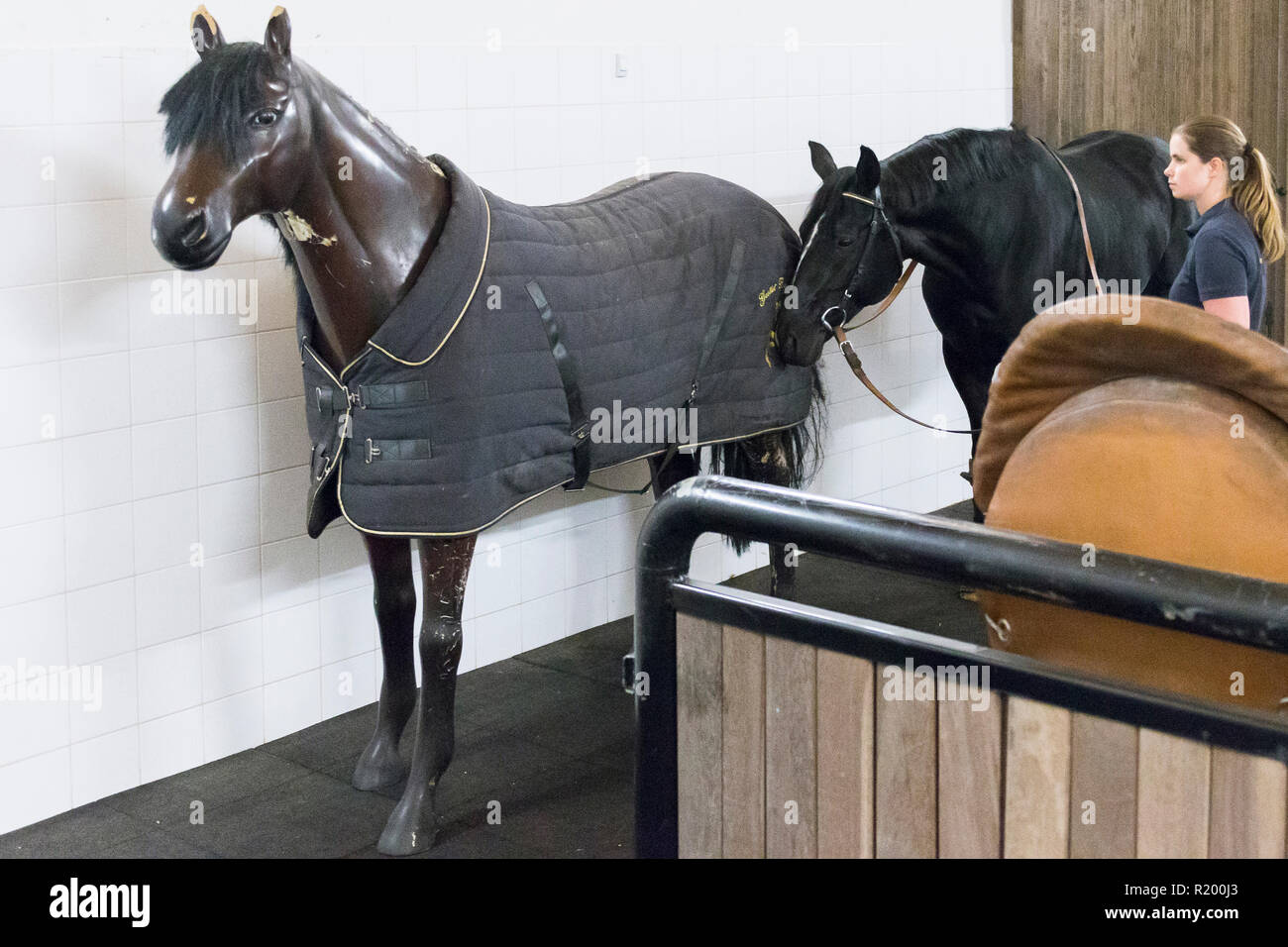Warmblood. Collecting semen from stallion for artificial insemination ...