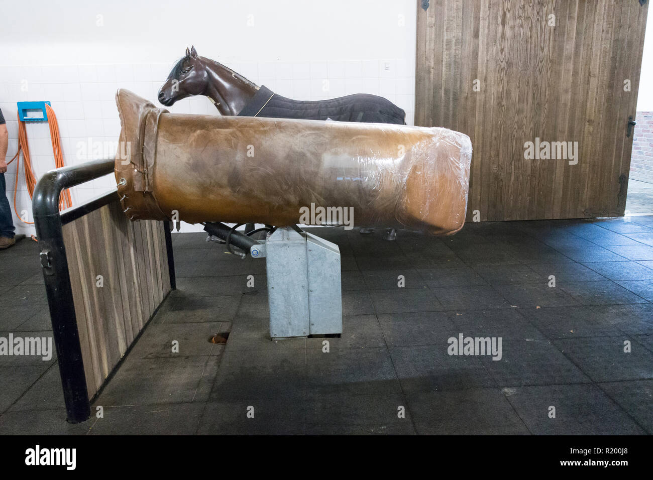 Warmblood. Collecting semen from stallion for artificial insemination ...