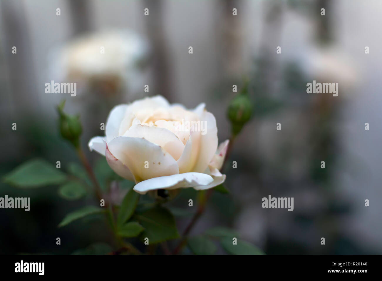 Soft summer flower hi-res stock photography and images - Alamy