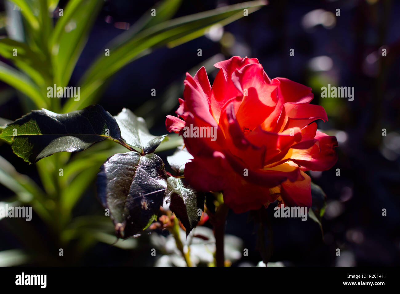 Bright red rose flower shadowed but with the beam of evening sunlight ...