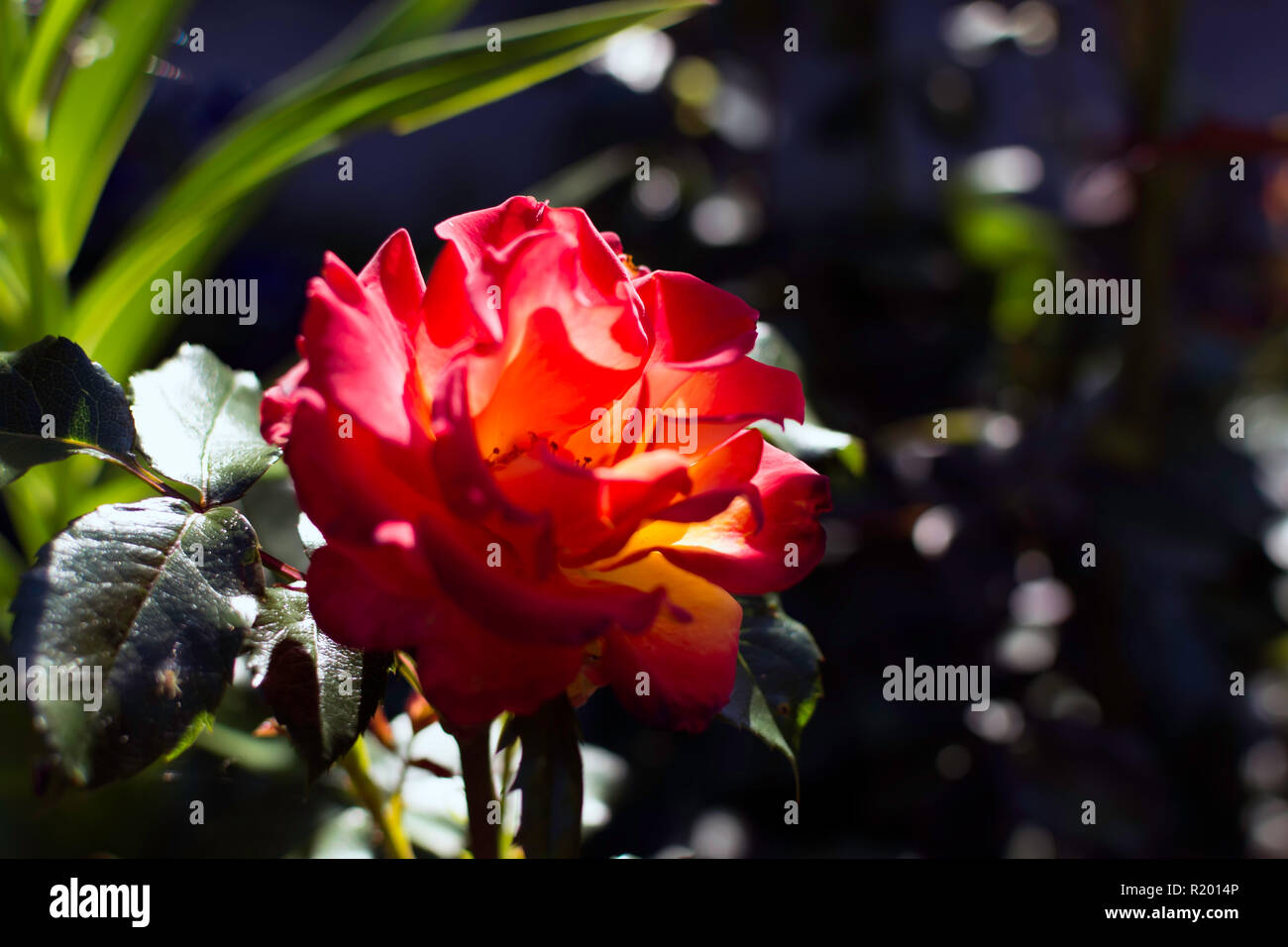 Bright red rose flower shadowed but with the beam of evening sunlight ...