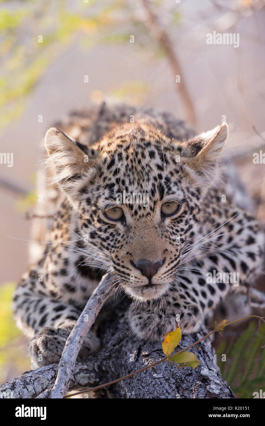 African leopard cub hi-res stock photography and images - Alamy