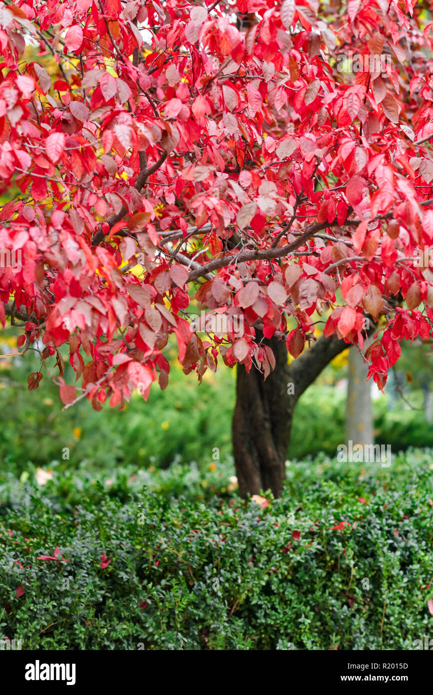 beautiful red plum trees in the autumn season Stock Photo - Alamy