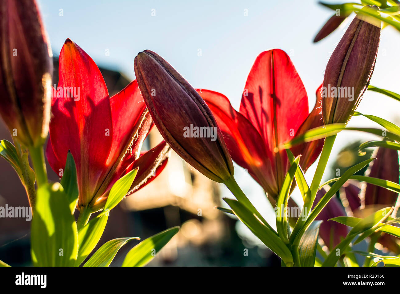 Red lilies hi-res stock photography and images - Alamy