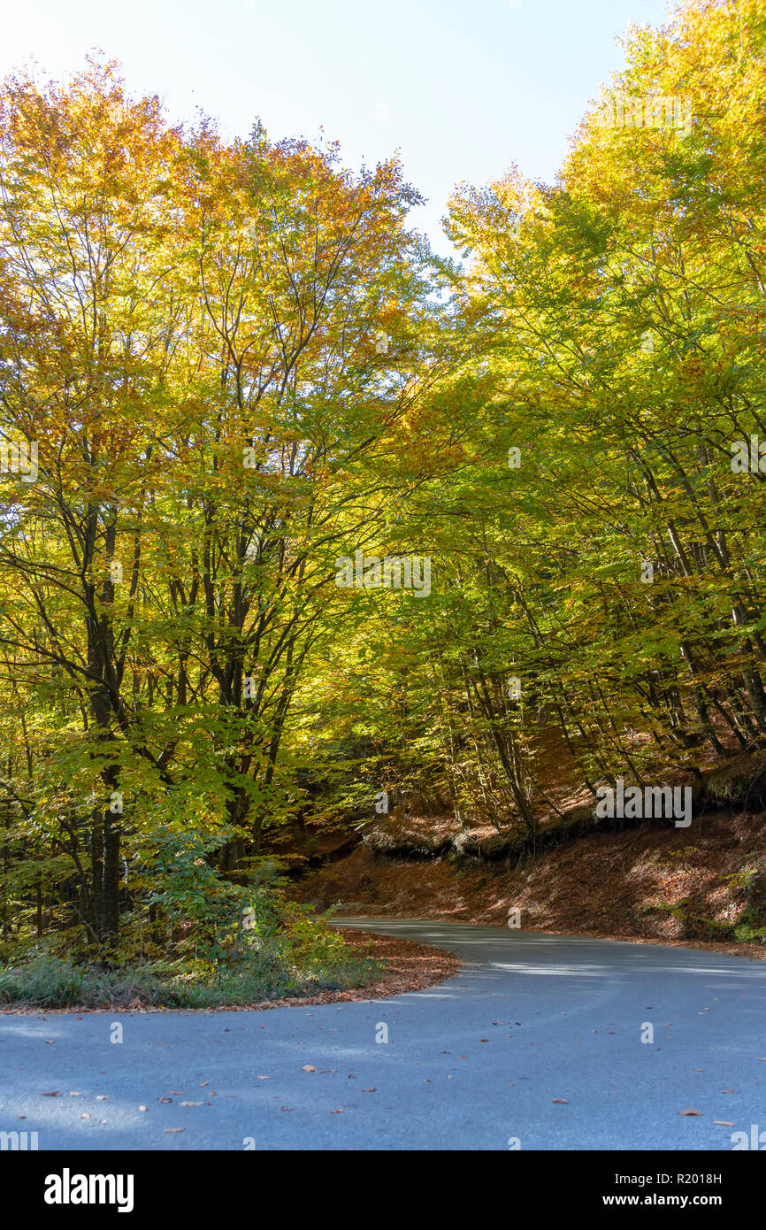 Country asphalt road passing between forest trees with autumn foliage ...