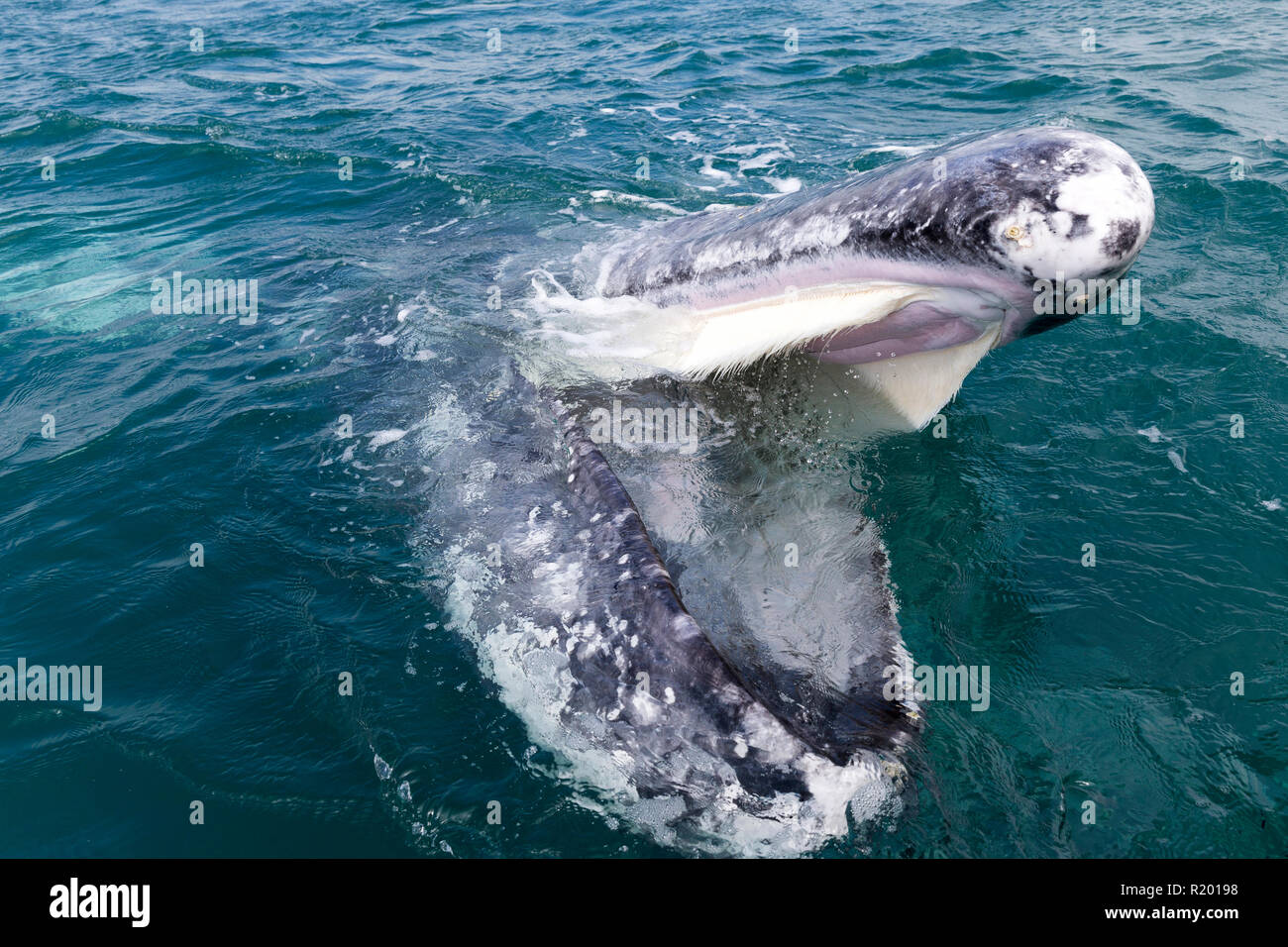 Gray Whale Eating