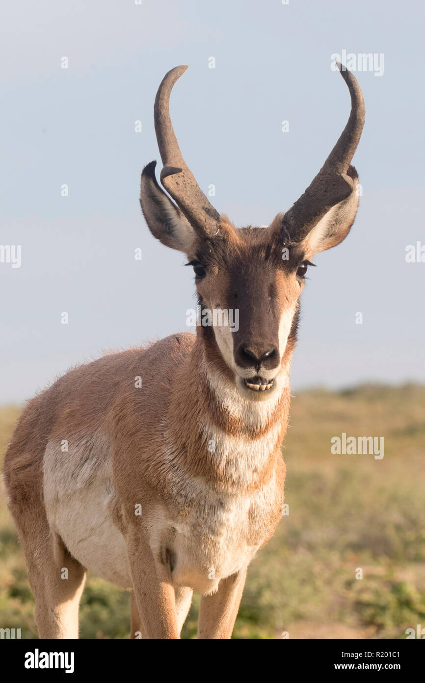 Baja California Pronghorn (Antilocapa americana peninsularis). Portrait ...