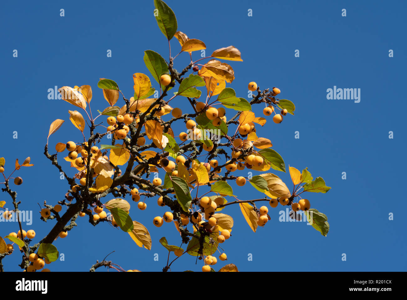 Little apples hi-res stock photography and images - Alamy