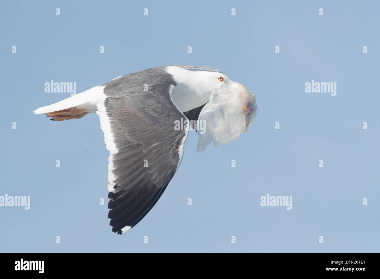 Yellow-footed gull (Larus livens). Adult in flight with a plastic bag ...