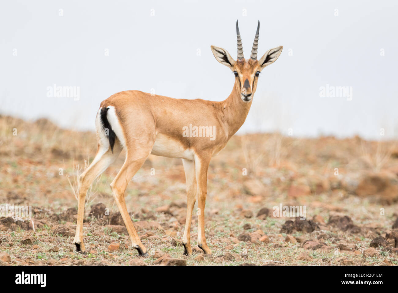 Wild Chinkara (gazella bennettii) aka Indian Gazelle in grasslands ...