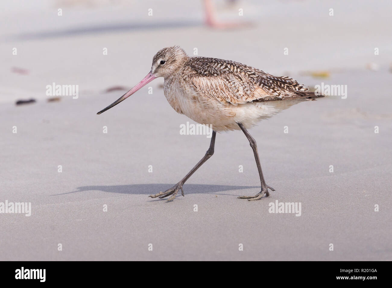 Marbled godwit limosa fedoa hi-res stock photography and images - Alamy