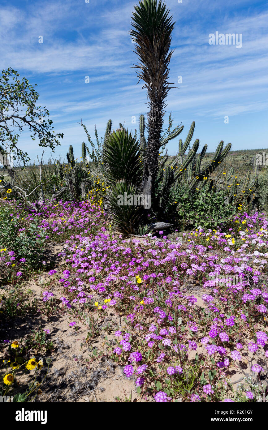 Desert In Bloom High Resolution Stock Photography and Images - Alamy