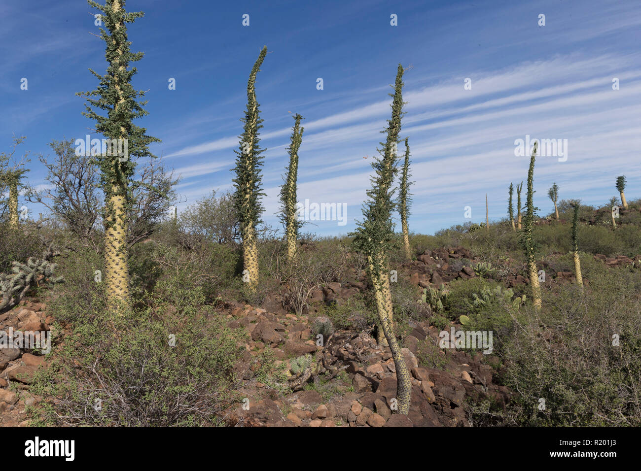 Boojum Tree (Fouquieria columnaris) . Group in semi-arid landscape ...