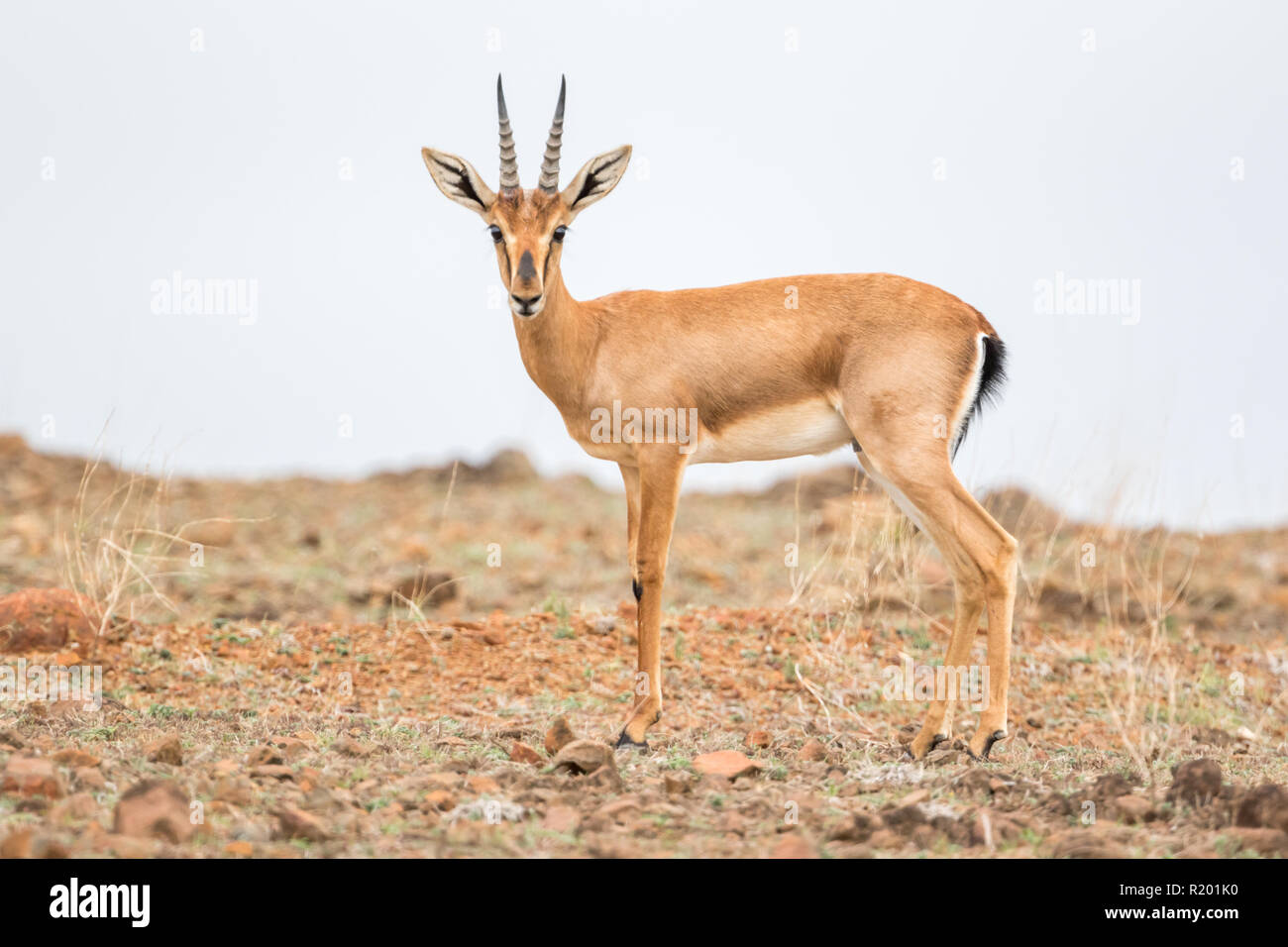 Chinkara Deer