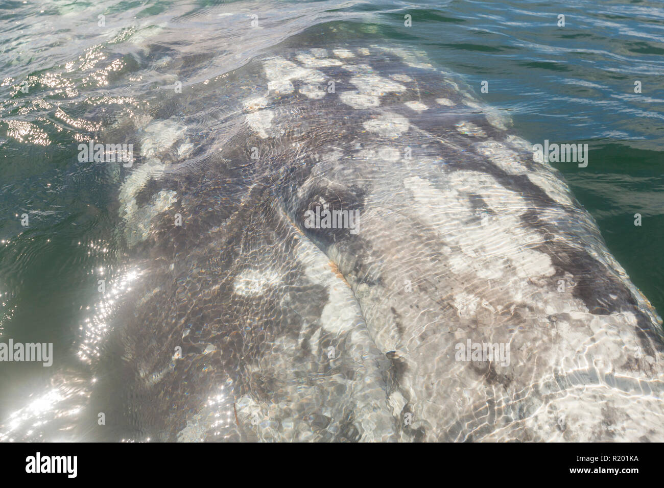 Gray Whale, Grey Whale (Eschrichtius robustus). Portrait of adult. Baja ...