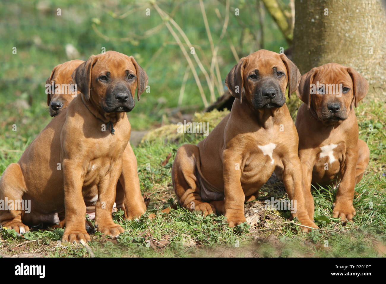 Rhodesian Ridgeback. Three puppies (male, 7 weeks old) sitting in a ...