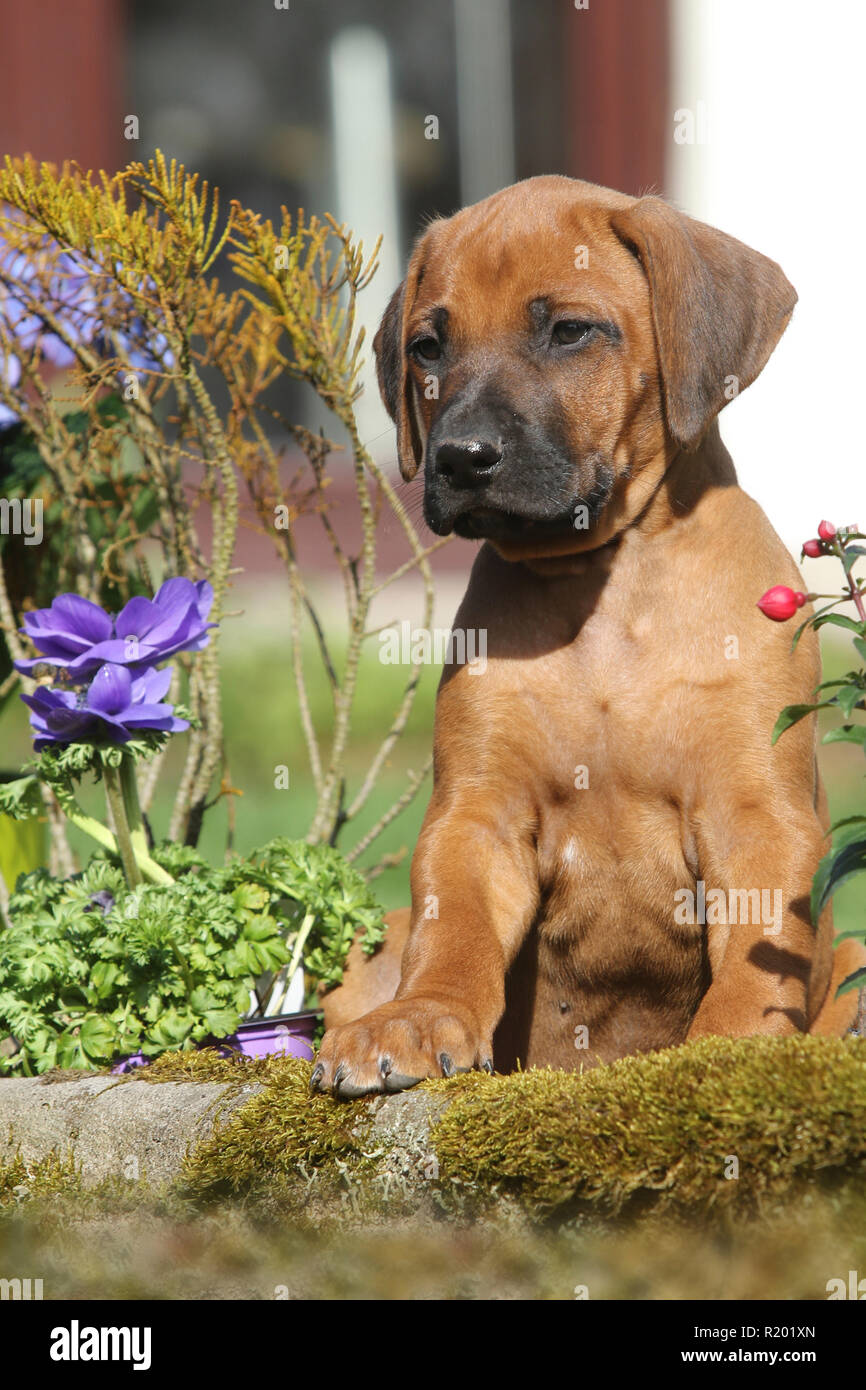 Dog in flowers hi-res stock photography and images - Alamy