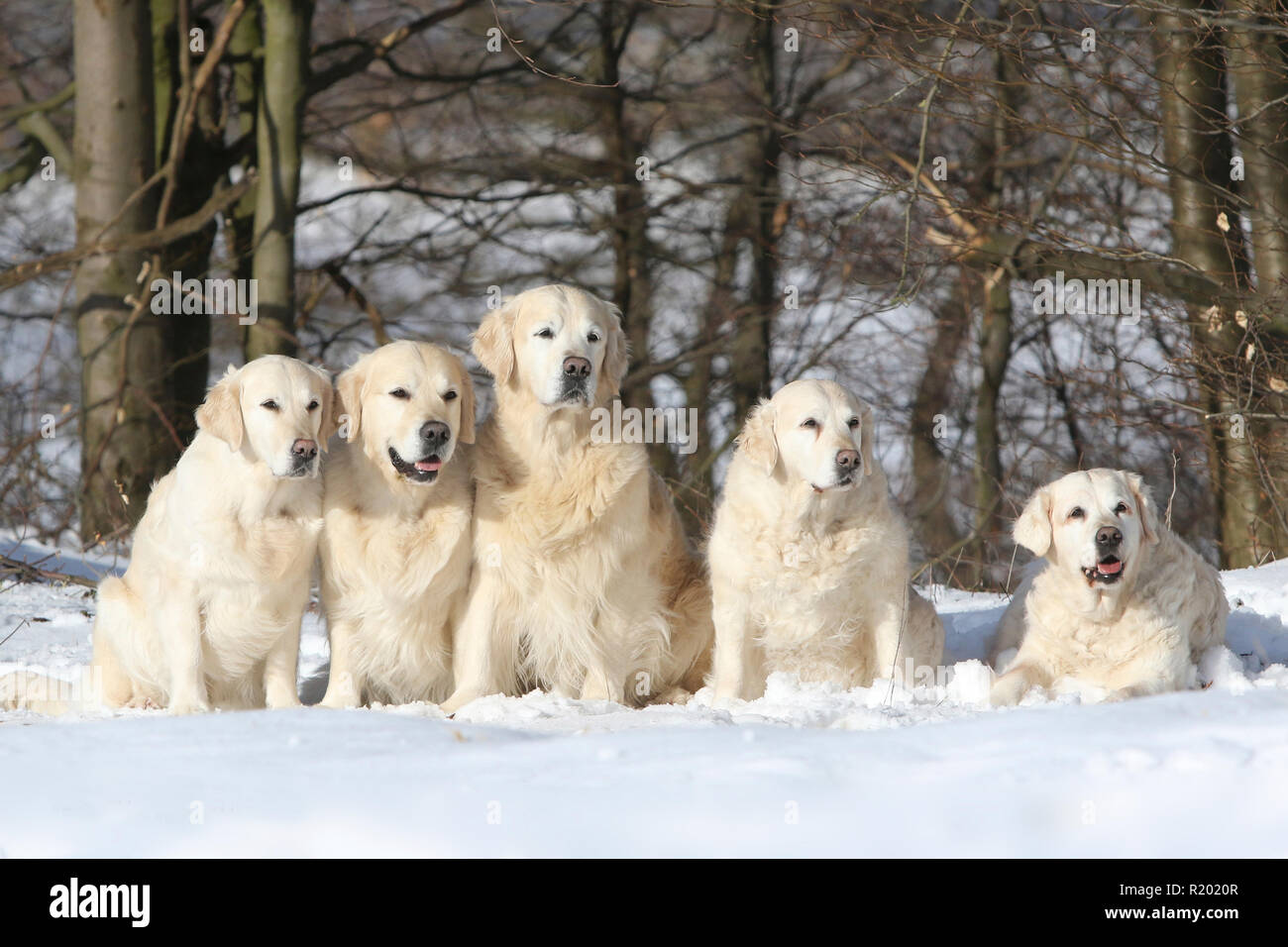 Golden Retriever. Family in snow. Left to right: Female and male 5 ...
