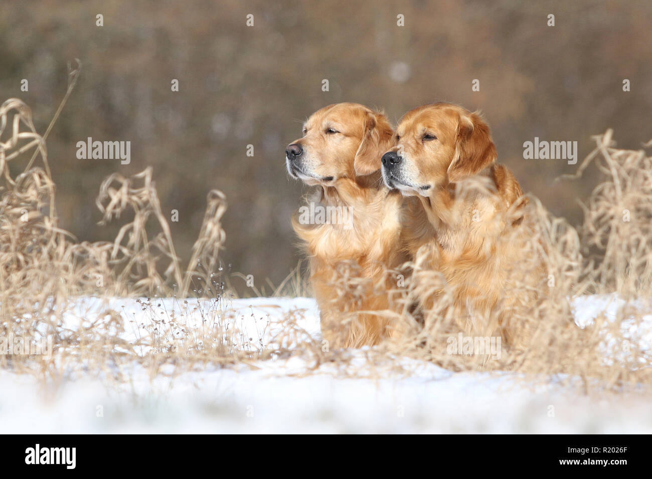 Golden Retriever. Father (8 years old, front) and son (3 years old ...