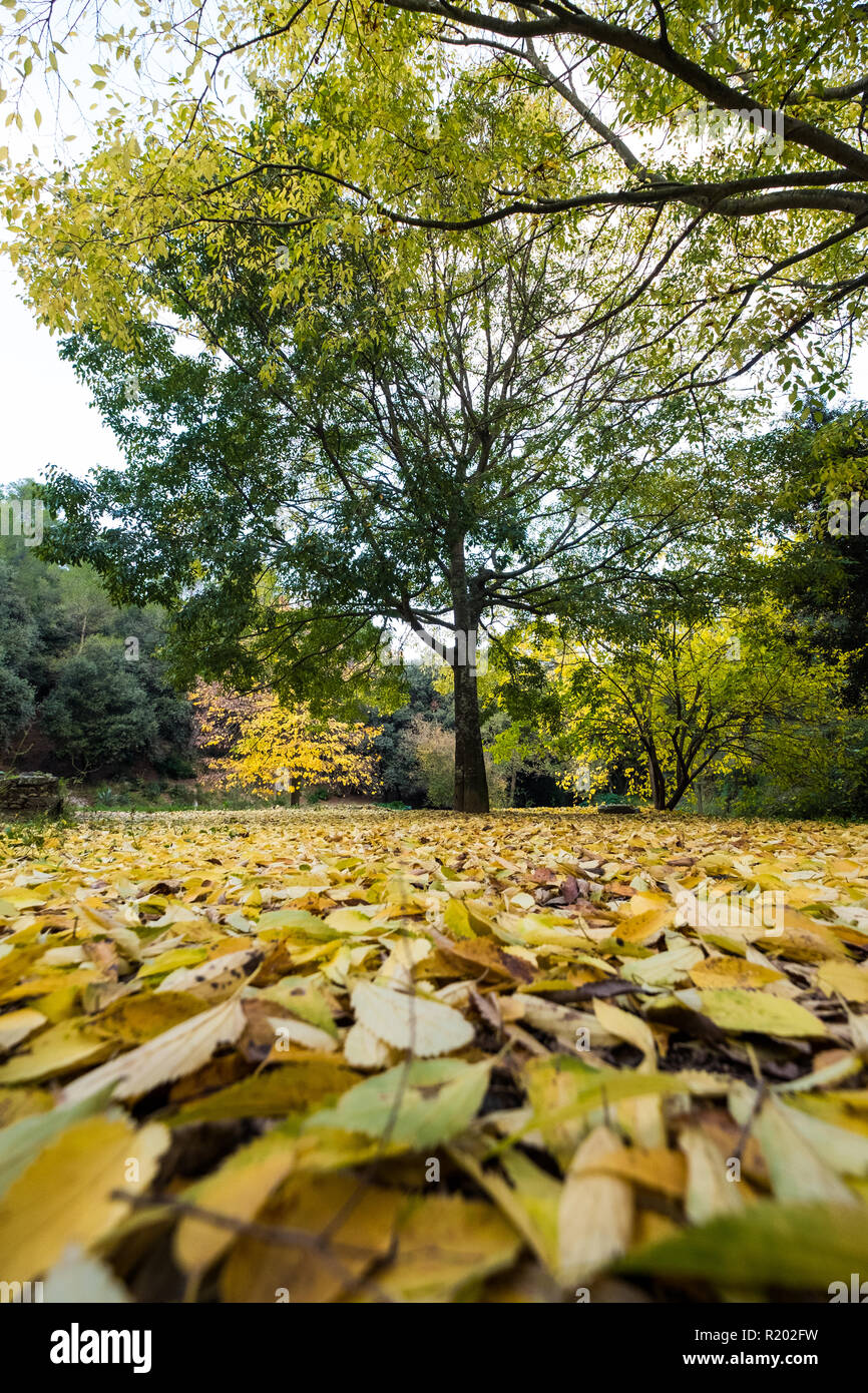 Autumn is here Stock Photo - Alamy