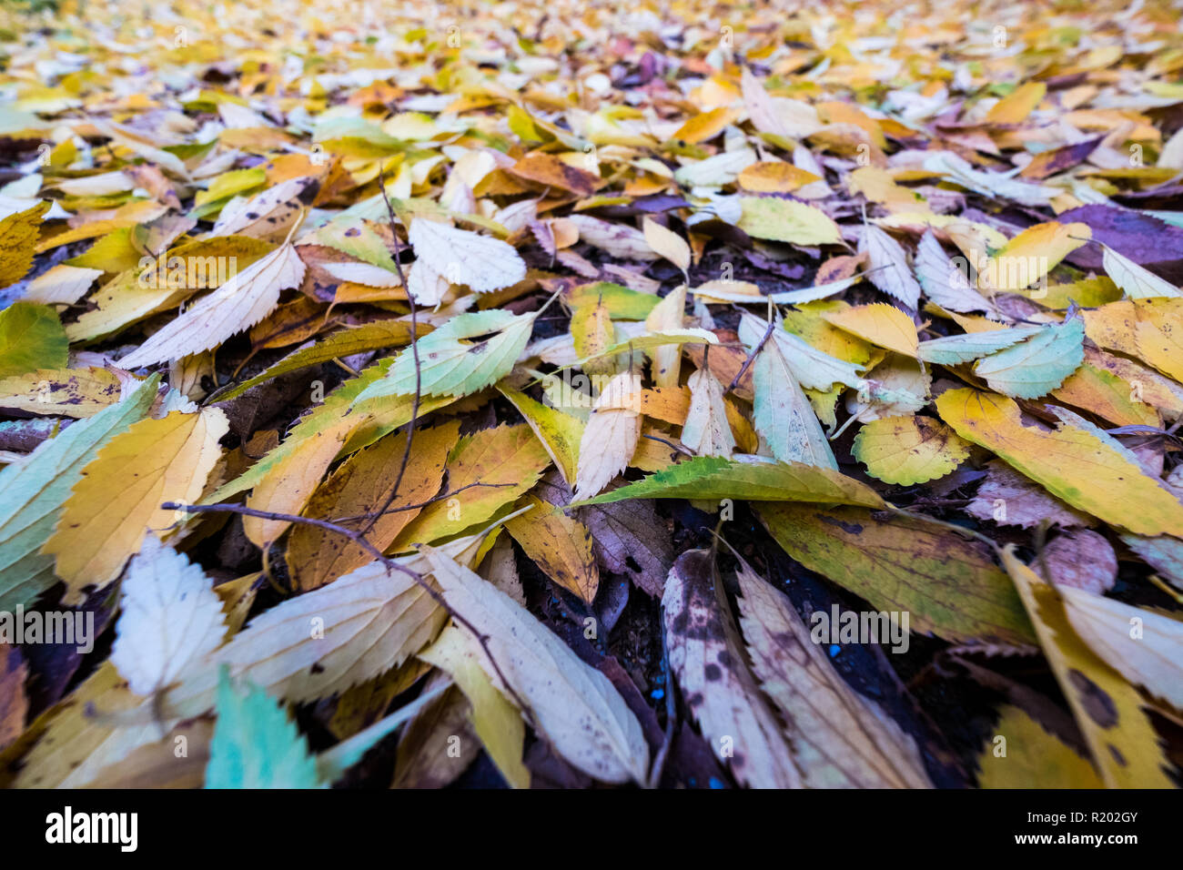 Autumn is here Stock Photo - Alamy
