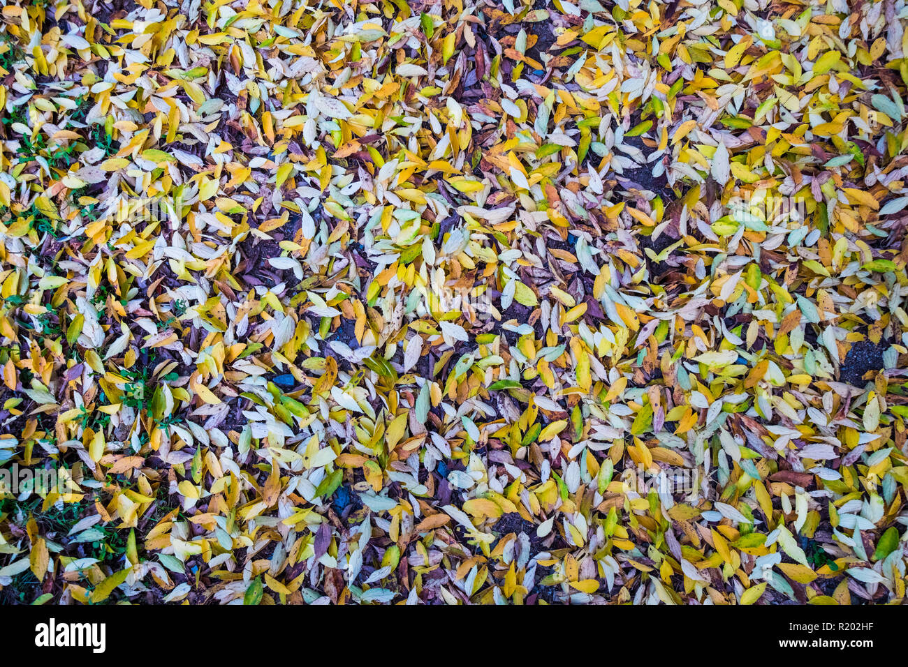 Autumn is here Stock Photo - Alamy