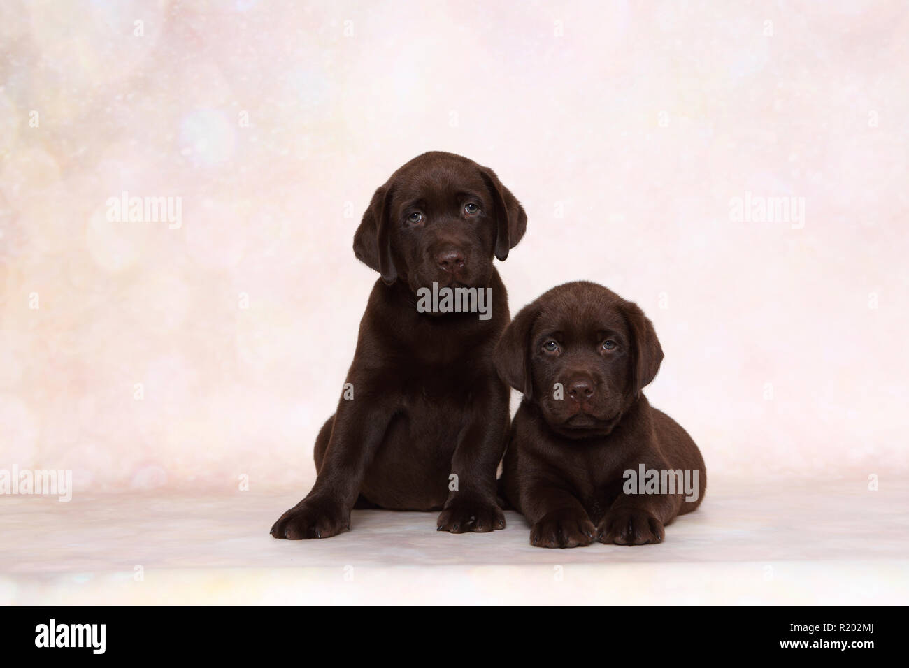 Labrador Retriever, Chocolate Labrador. Two brown puppies (7 weeks old ...